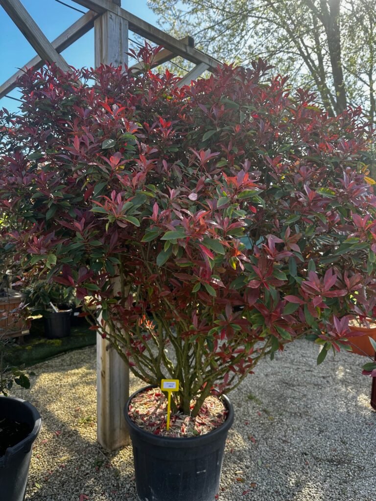 Photinia en cépée moyen - BR Paysage
